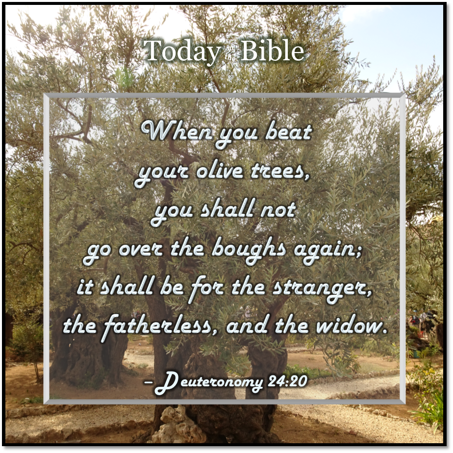 Cheshvan 2 – When you beat your olive trees… – Today in the Bible