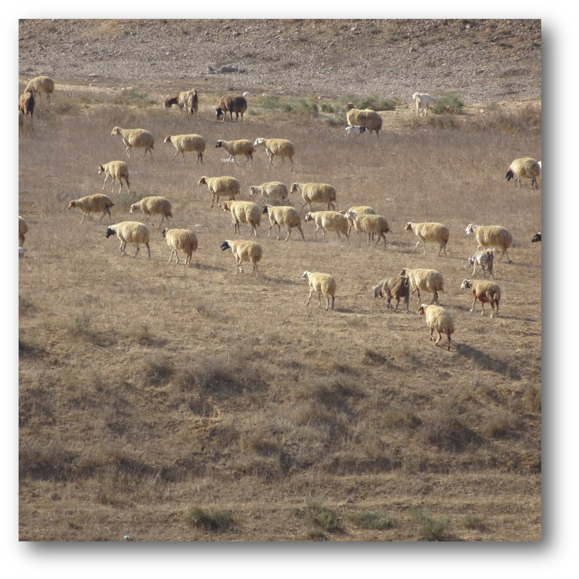 Shevat 8 – He will increase the offspring of your flock… – Today in the ...