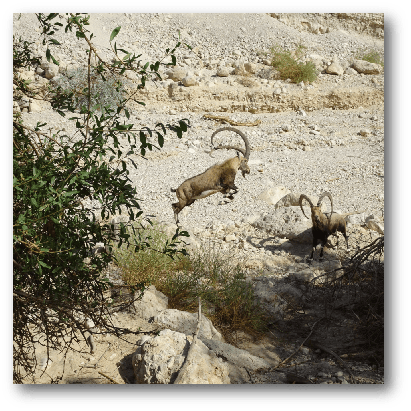 Shevat 21 – When you go out to battle against your enemies… – Today in ...