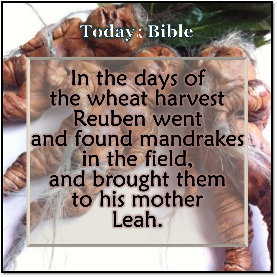 Sivan 5 – Mandrakes – Today in the Bible