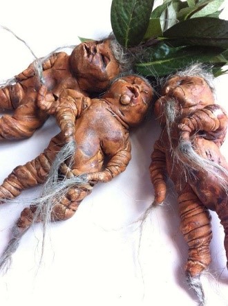 Sivan 5 – Mandrakes – Today in the Bible