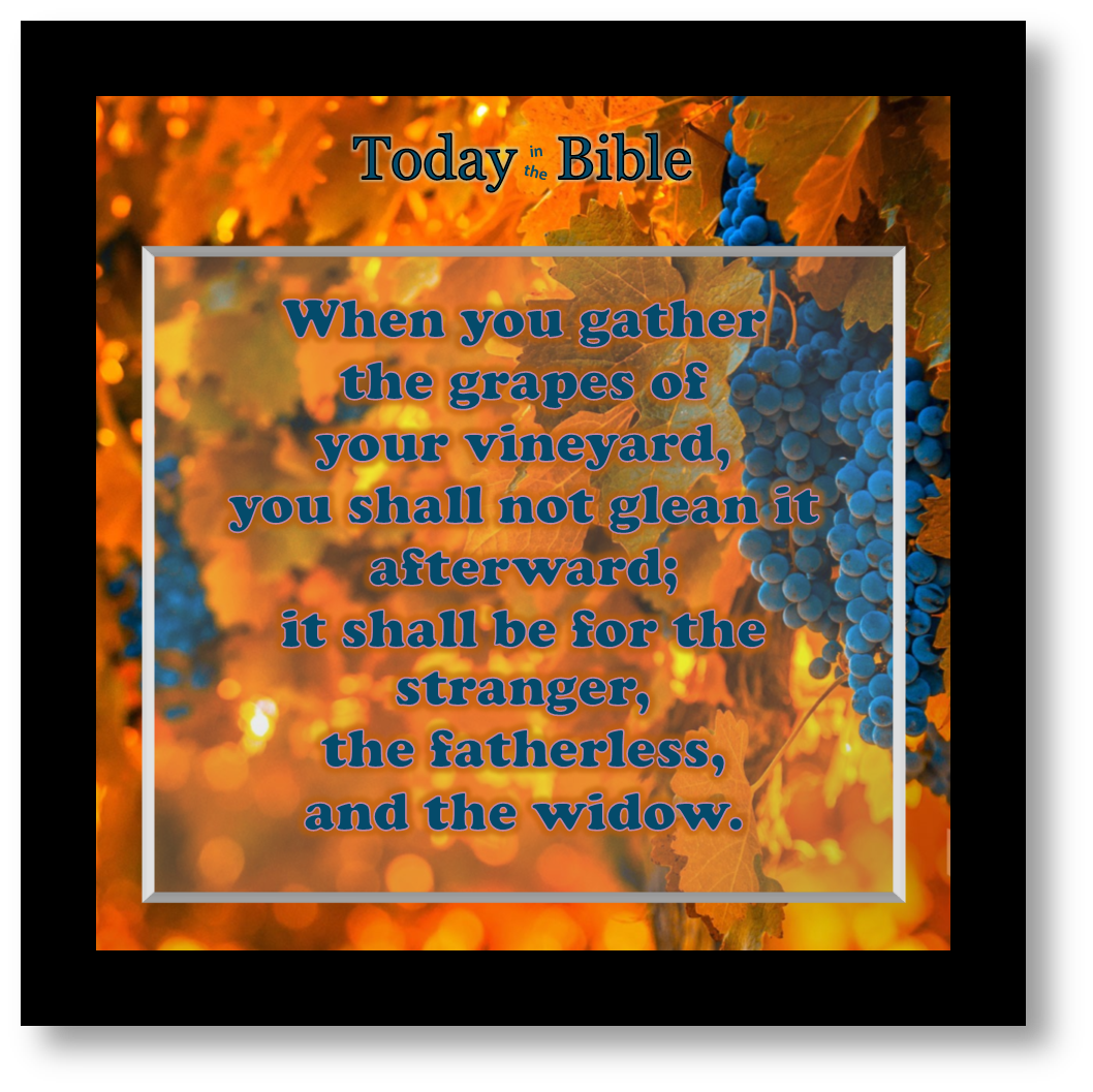 Elul 21 – When you gather the grapes of your vineyard – Today in the Bible